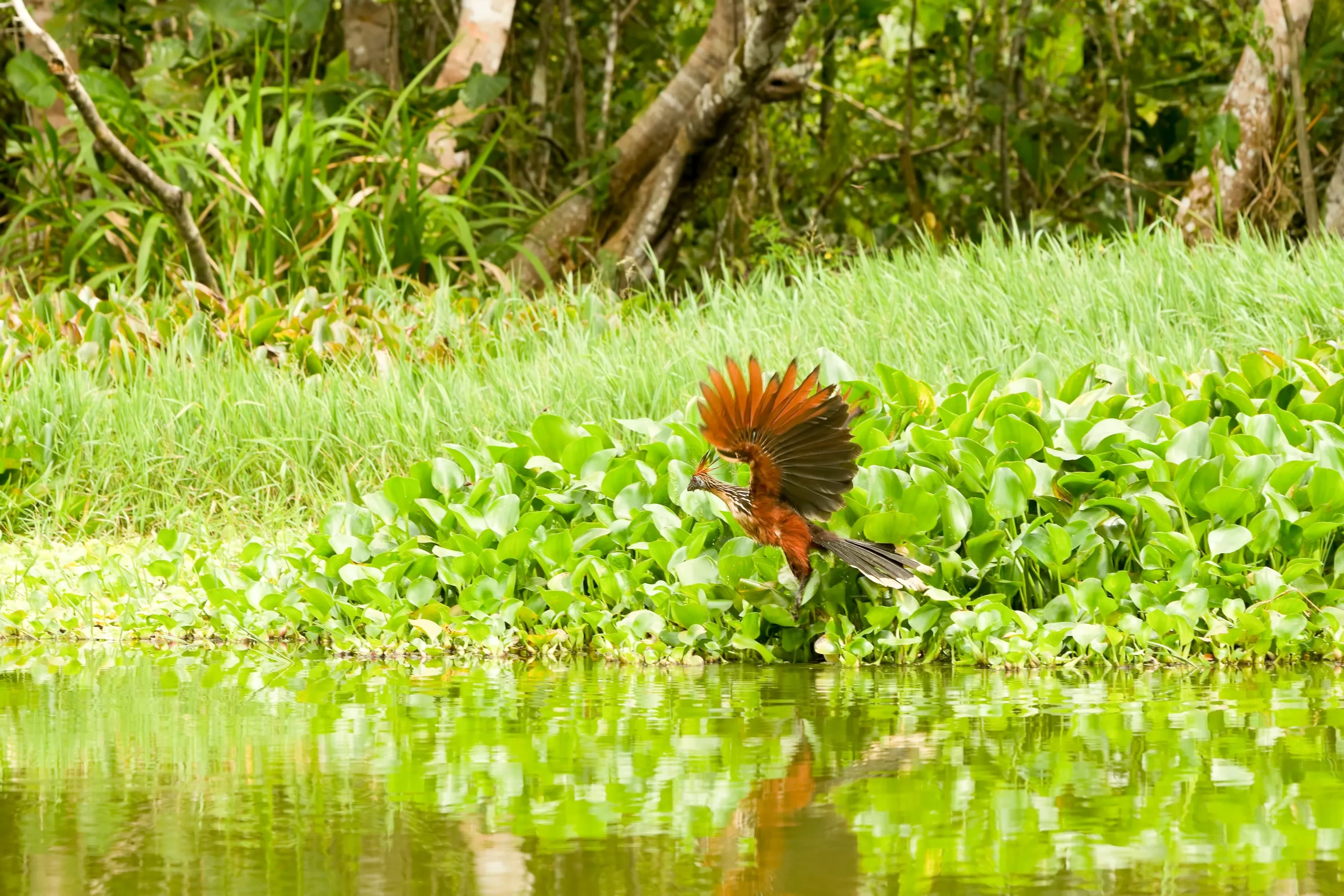 Hoatzin: The Prehistoric Bird of Amazonia 🌿 | Responsible Travel Blog